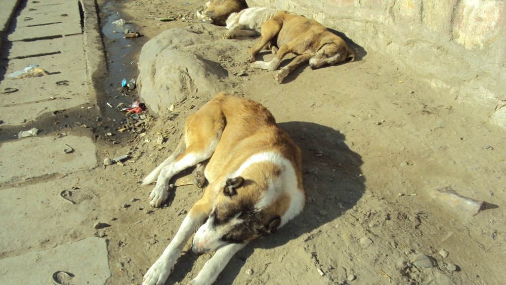 Save Life of 1,760 Street Dogs in Afghanistan - GlobalGiving