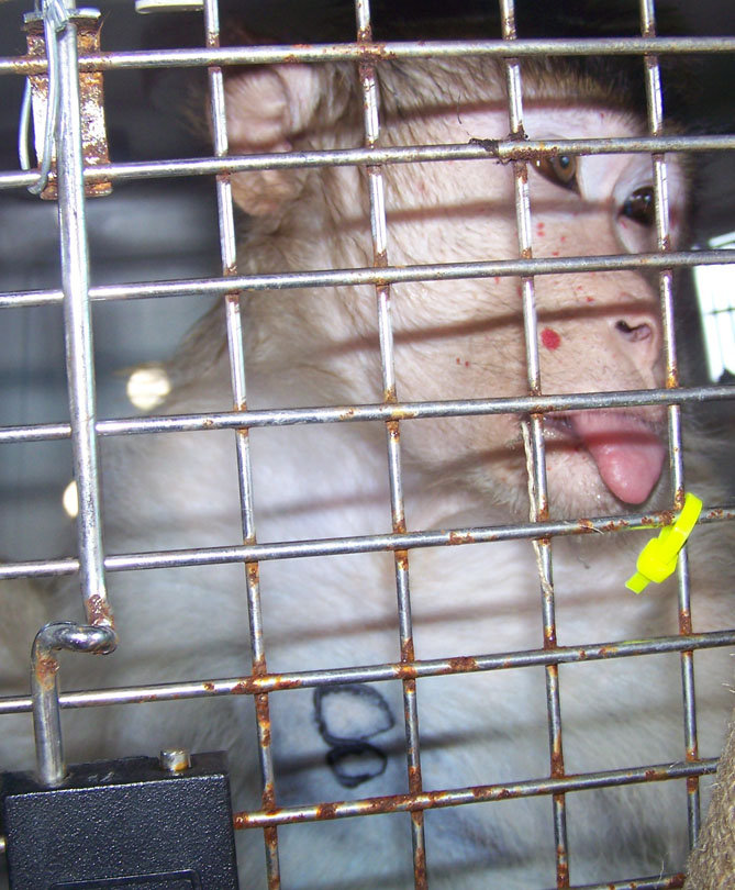 Help Rescued Monkeys in Arizona - GlobalGiving