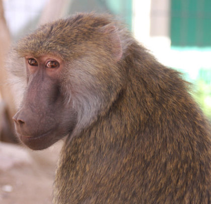 Help Rescued Monkeys in Arizona - GlobalGiving