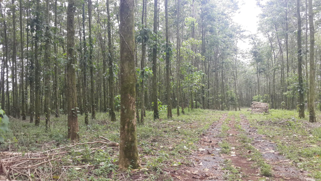 Reports on Help Sustainable Reforestation in Costa Rica - GlobalGiving