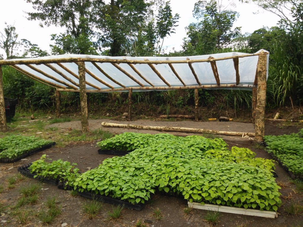 Reports on Help Sustainable Reforestation in Costa Rica - GlobalGiving