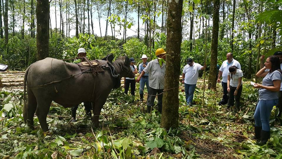 Reports on Help Sustainable Reforestation in Costa Rica - GlobalGiving