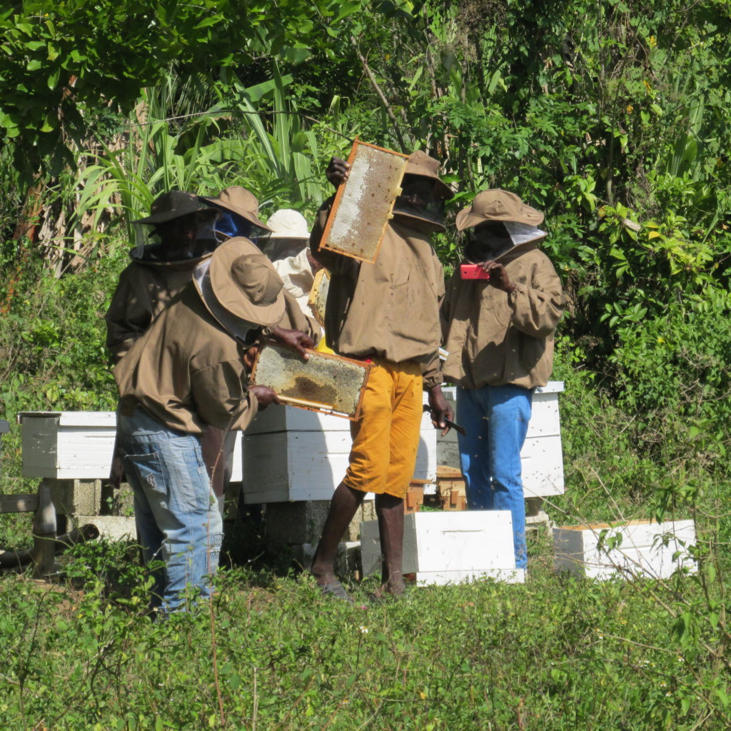 Build a Honey Room for 40 Bee Farmers in Jamaica - GlobalGiving