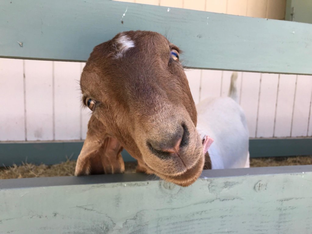 Reports on Help a neglected animal receive lifesaving care - GlobalGiving