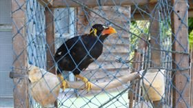 Saving the Symbol of Nias (Beo Nias) - GlobalGiving