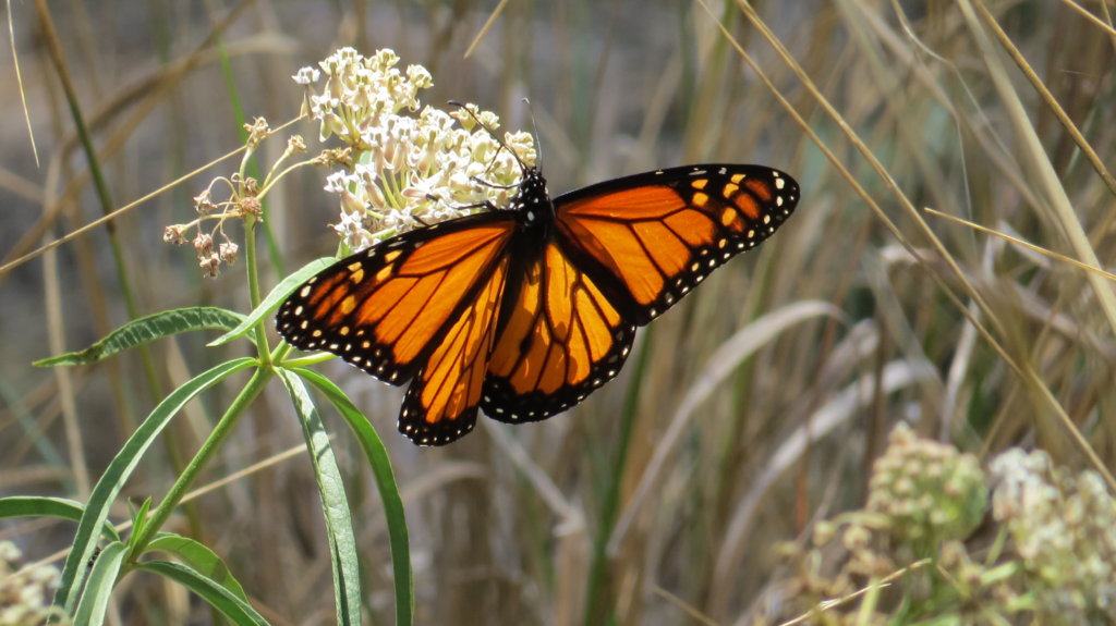 Creating a Monarch Butterfly Habitat - GlobalGiving