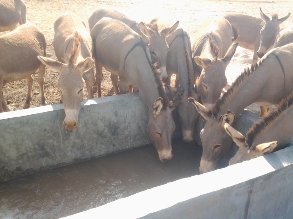 How to Share Build Water Stations for the Donkeys - GlobalGiving