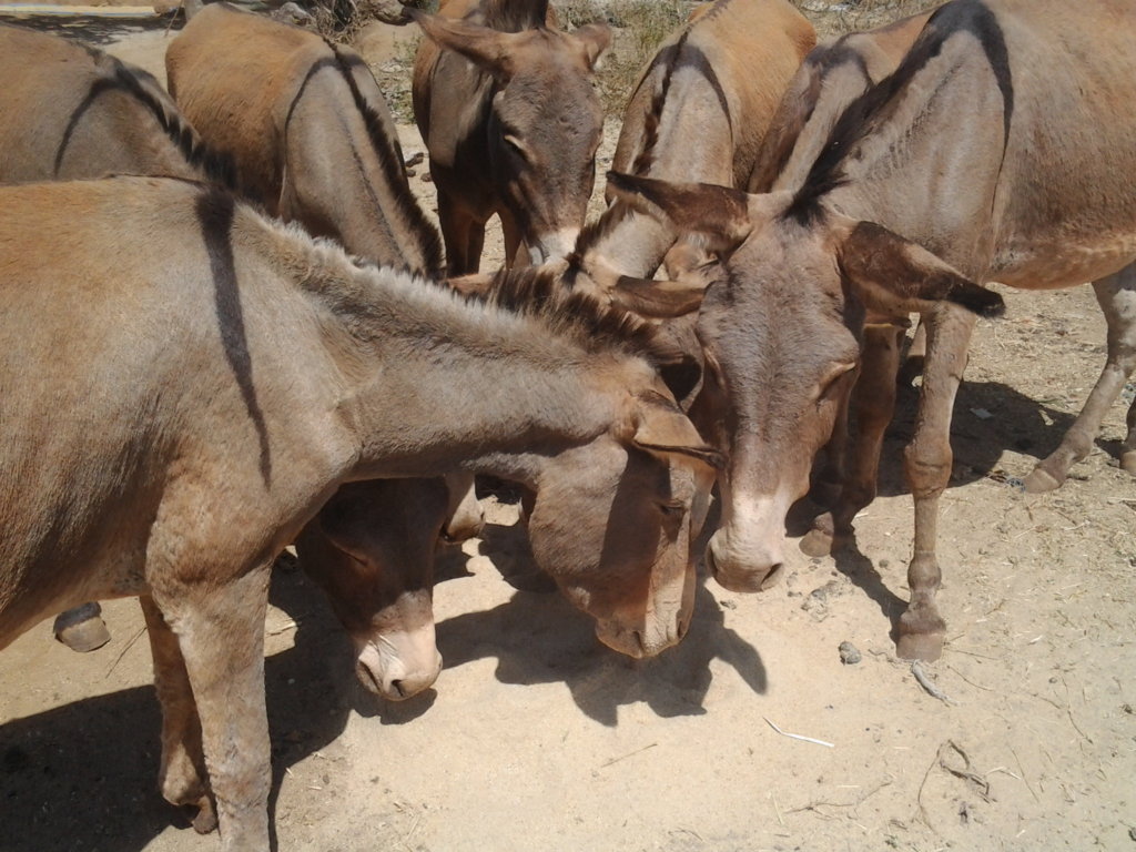 How to Share Build Water Stations for the Donkeys - GlobalGiving