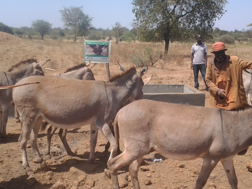 How to Share Build Water Stations for the Donkeys - GlobalGiving