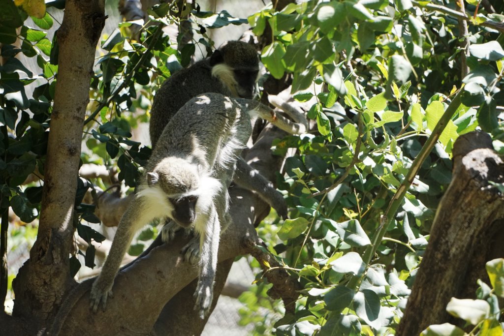 Building A New Home for Rescued Monkeys in Israel - GlobalGiving