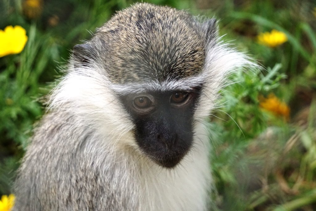 Building A New Home for Rescued Monkeys in Israel - GlobalGiving