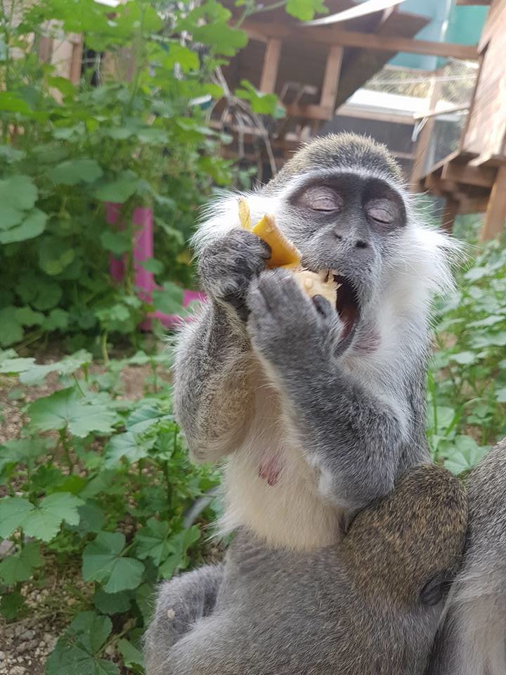 Building A New Home for Rescued Monkeys in Israel - GlobalGiving