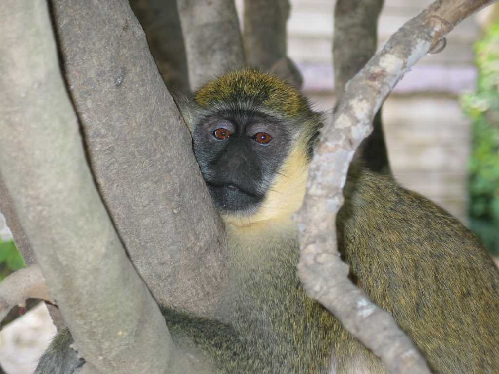 Building A New Home for Rescued Monkeys in Israel - GlobalGiving