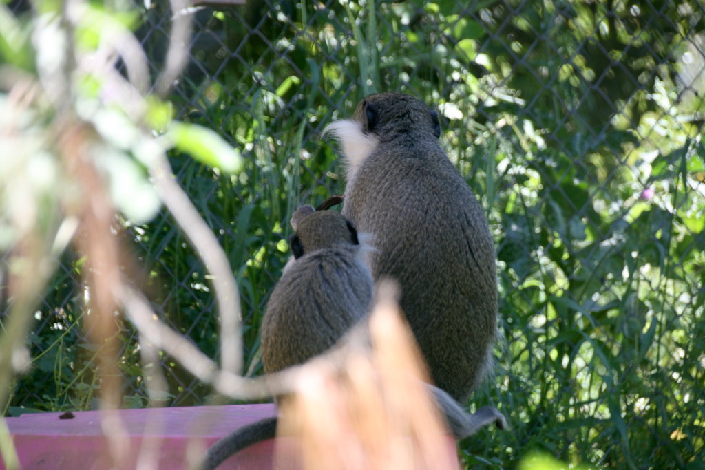 Building A New Home for Rescued Monkeys in Israel - GlobalGiving