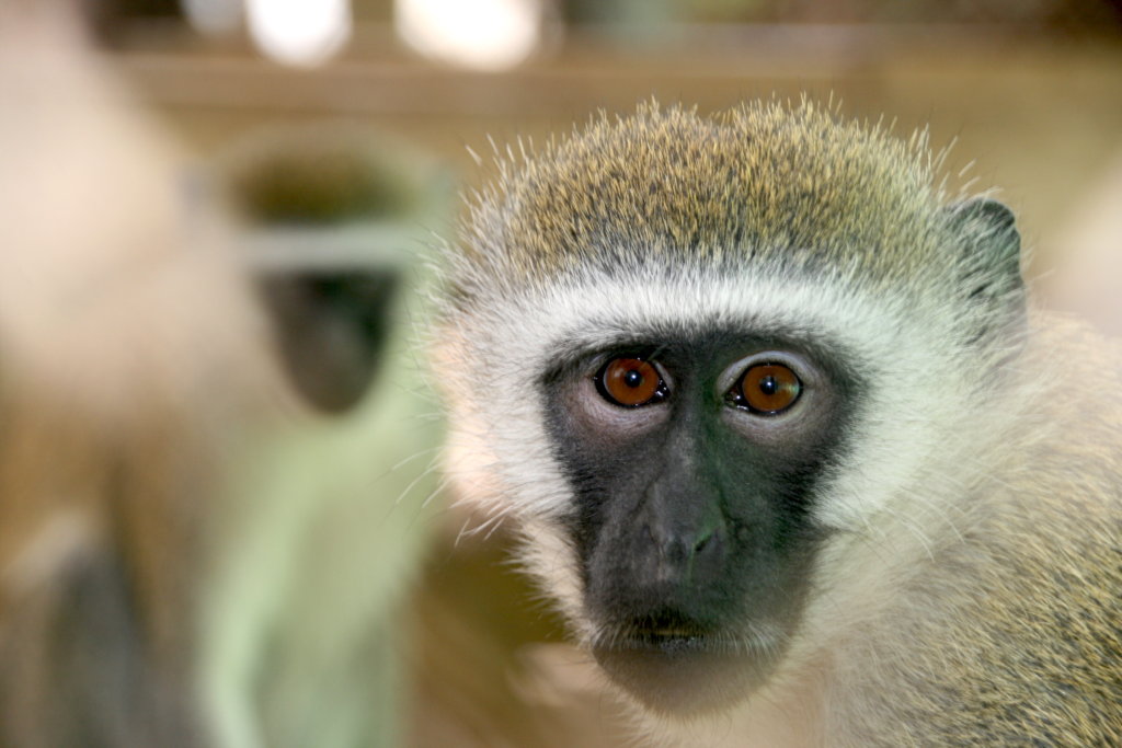 Building A New Home for Rescued Monkeys in Israel - GlobalGiving