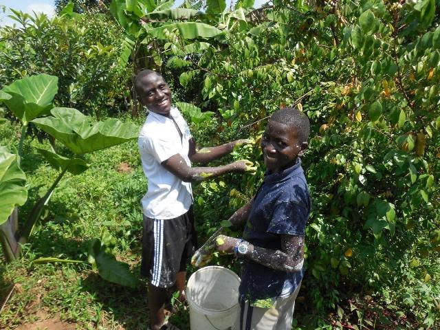 Fruit trees for Uganda - GlobalGiving