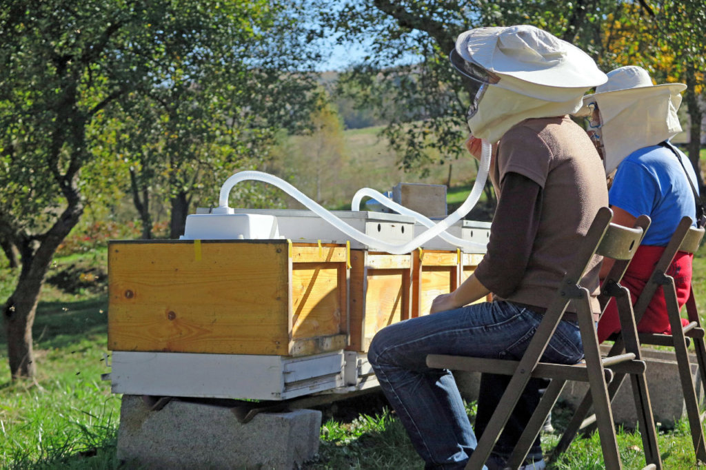 Reports on Help save bees and beekeeping in Slovakia - GlobalGiving