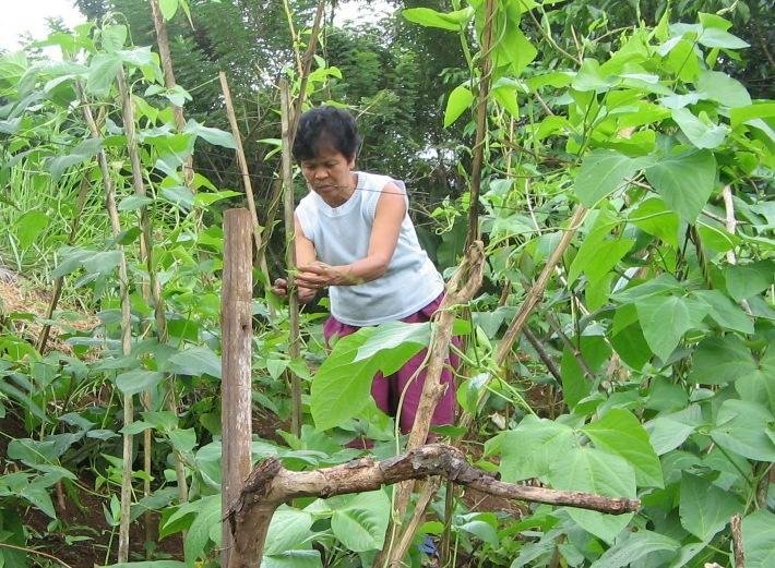 500 Farmers Go Organic Farming-Philippines - GlobalGiving