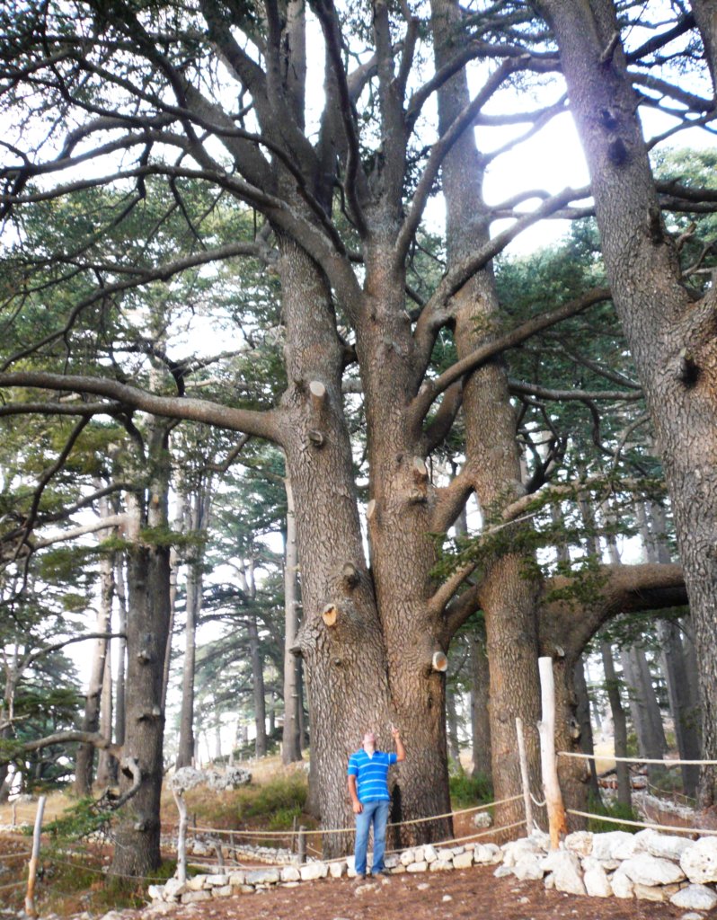 Adopt a Cedar tree: help Lebanon - GlobalGiving