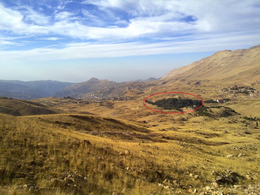 Adopt a Cedar tree: help Lebanon - GlobalGiving