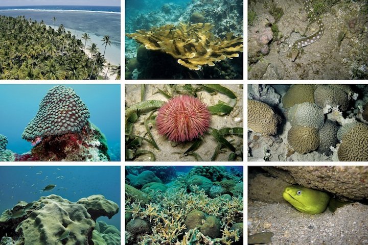 Save Mexico's Coral Reefs! - GlobalGiving
