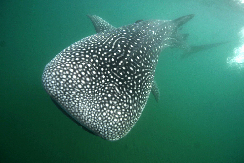 Save Mexico's Coral Reefs! - GlobalGiving