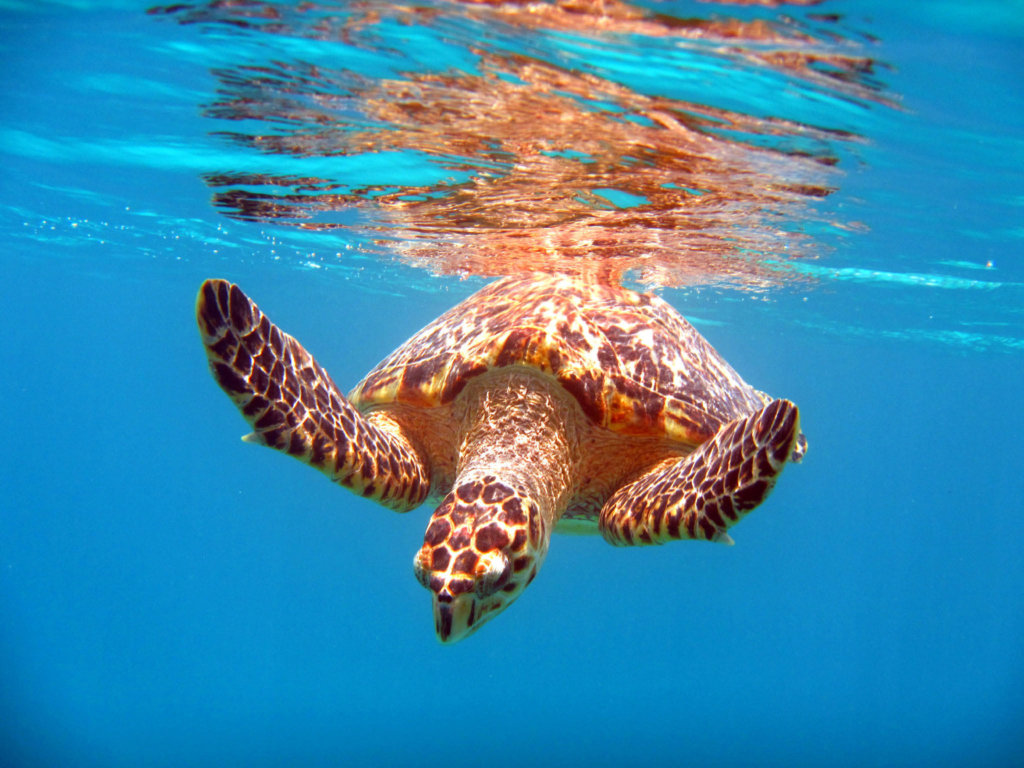 Save Mexico's Coral Reefs! - GlobalGiving