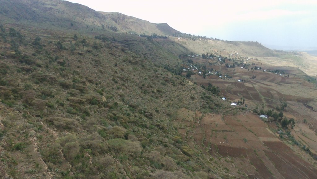 Reports on 15,000 trees to combat desertification in Ethiopia ...