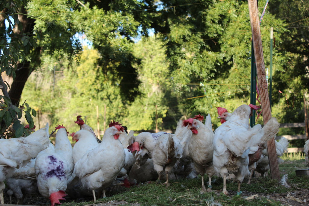 Rescue, Rehab & Re-homing of Domesticated Chickens - GlobalGiving