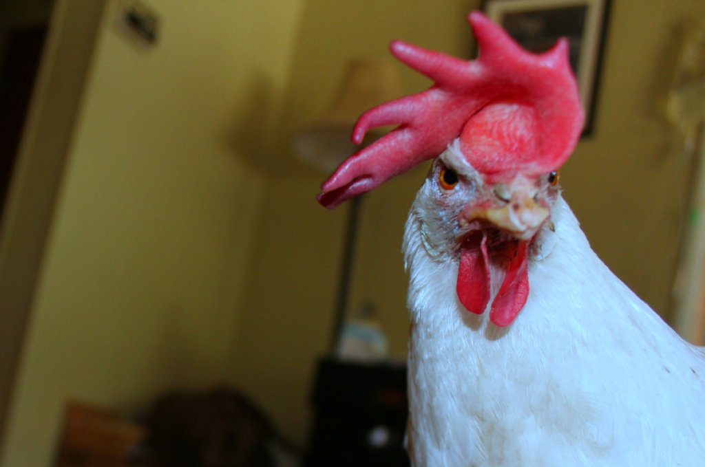 Rescue, Rehab & Re-homing of Domesticated Chickens - GlobalGiving