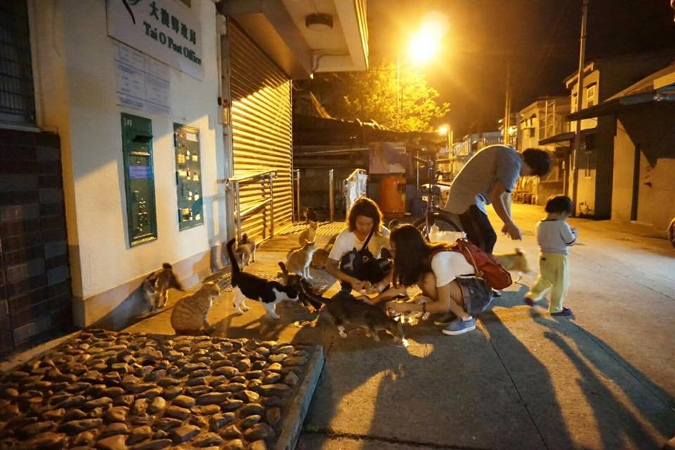 Project Tai O Stray Cat - GlobalGiving