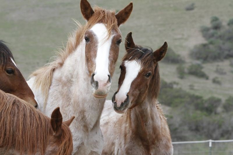 Build a Hay cover for 300-Plus Wild Horses, Burros - GlobalGiving