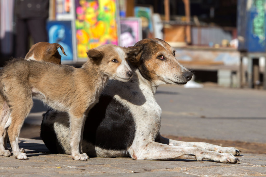 Reports on Build 27 Rescue Kennels for Stray Dogs in India - GlobalGiving