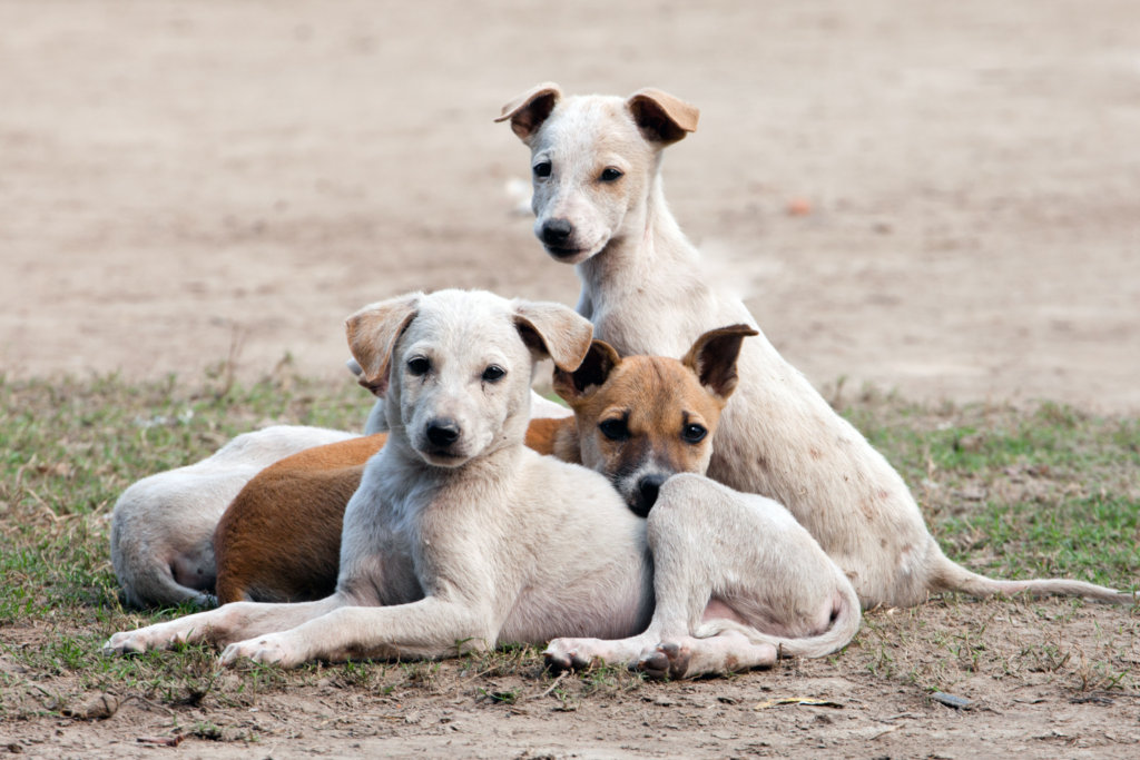 Build 27 Rescue Kennels for Stray Dogs in India - GlobalGiving