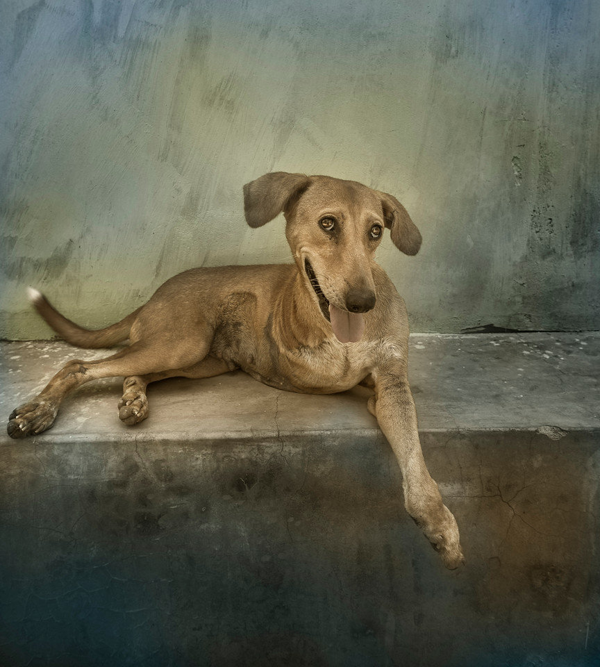 Build 27 Rescue Kennels for Stray Dogs in India - GlobalGiving
