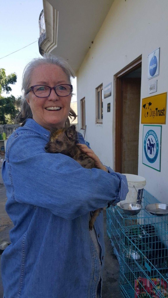 Build 27 Rescue Kennels for Stray Dogs in India - GlobalGiving