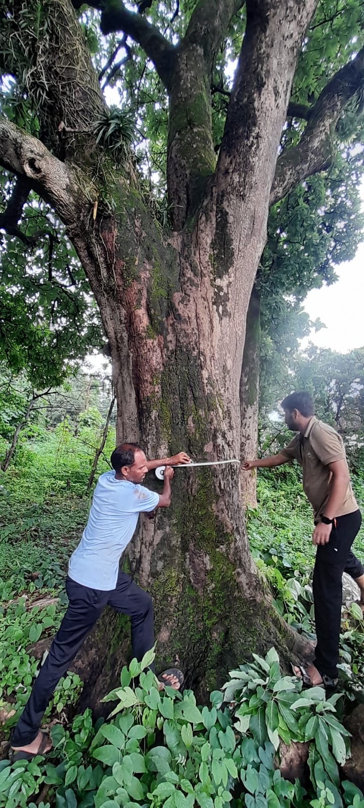 Photos from Giant Trees for Climate Change Mitigation in India ...