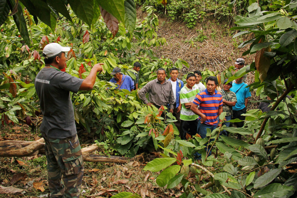 Assist Local Indigenous Farmers in Southern Belize - GlobalGiving