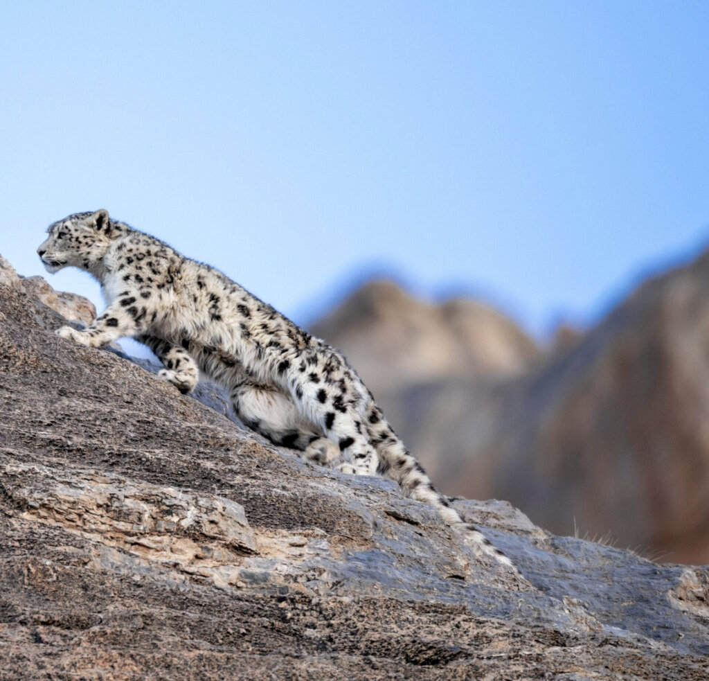 Reports on Protecting Snow Leopards - GlobalGiving