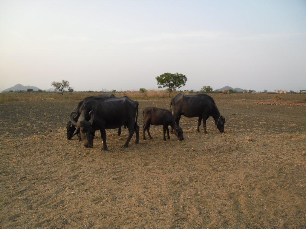 Livestock, Livelihood and Environment Conservation - GlobalGiving
