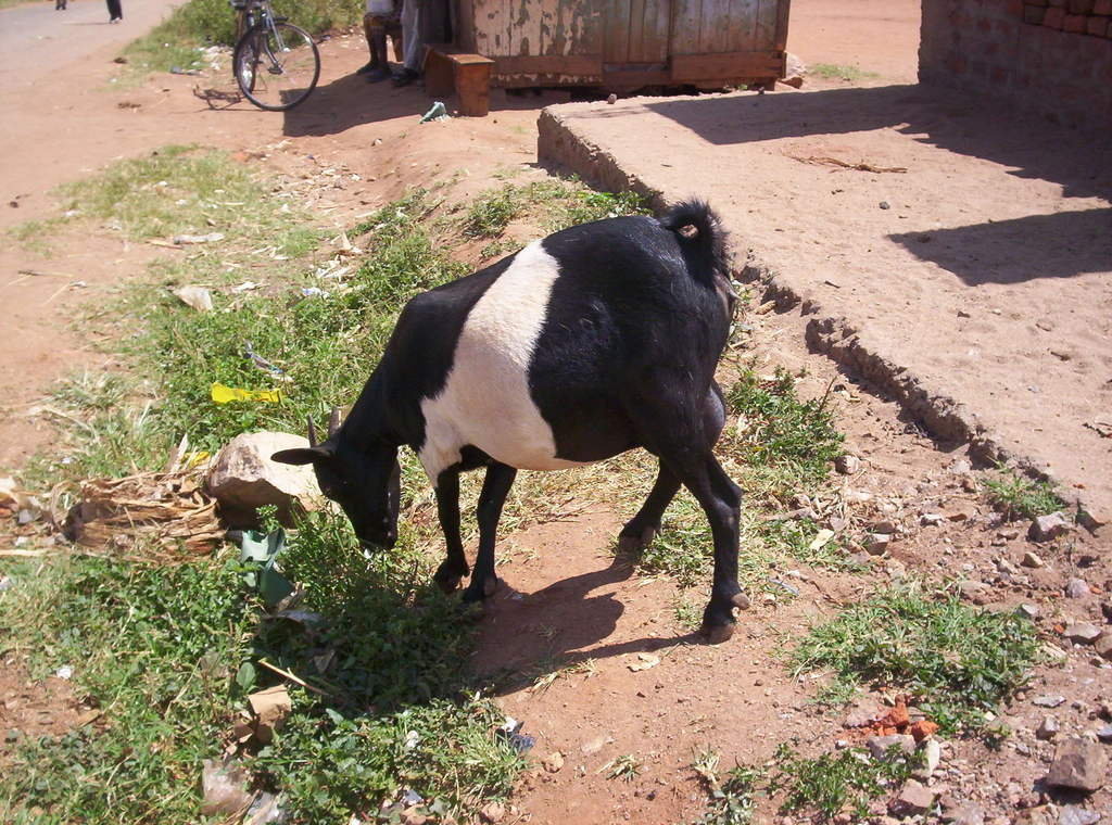 Strengthening our Congo Community with a Goat Bank - GlobalGiving