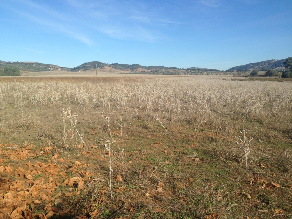 Cultivating Indigenous Figs in Ouezzane, Morocco - GlobalGiving