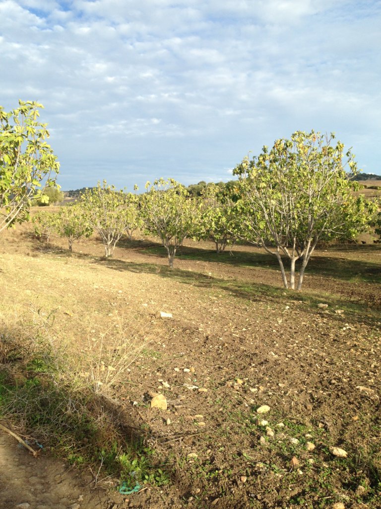 Cultivating Indigenous Figs in Ouezzane, Morocco - GlobalGiving