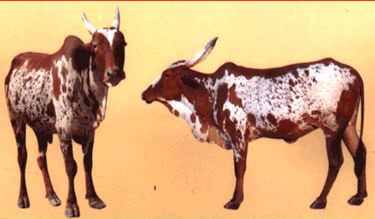 Save the Indian Cow - It Saves People and Globe - GlobalGiving