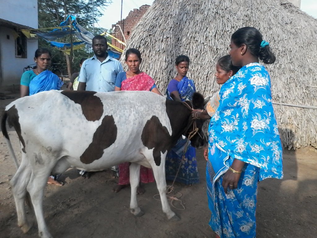 Save the Indian Cow - It Saves People and Globe - GlobalGiving