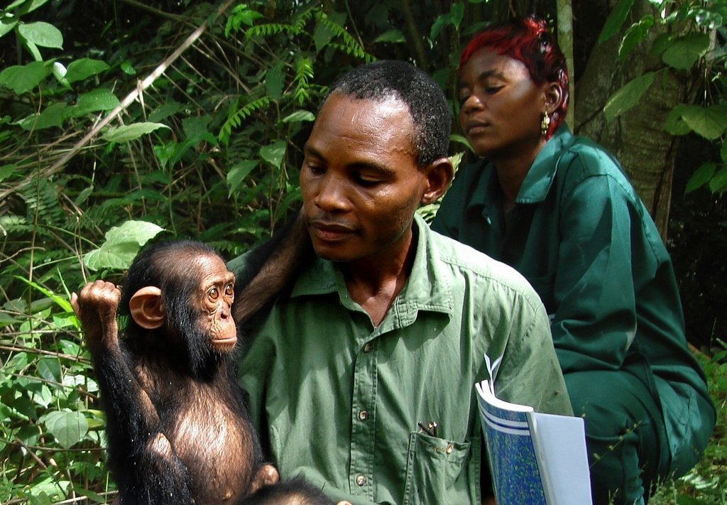 You can give 140 orphaned chimpanzees a safe haven - GlobalGiving