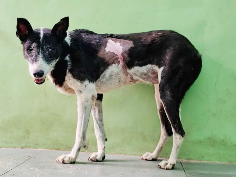 Reports on Rescue Sick & Injured Street Animals in India - GlobalGiving