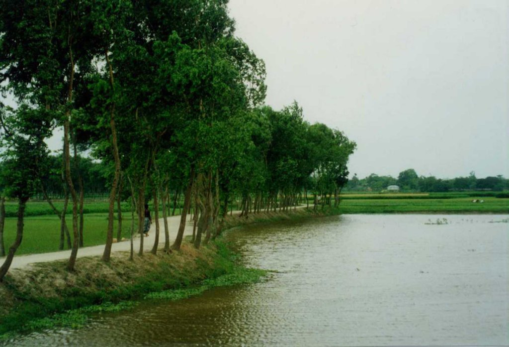 Reports on Bangladesh Roadside Tree Plantation - GlobalGiving