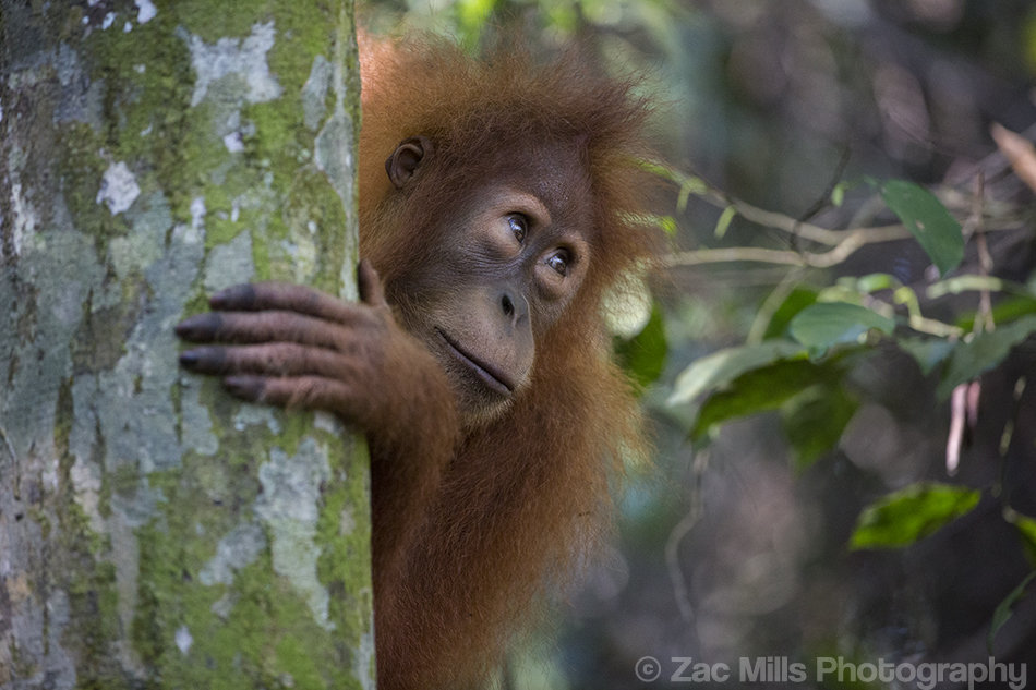 Protecting Rainforests for Wild Orangutans - GlobalGiving