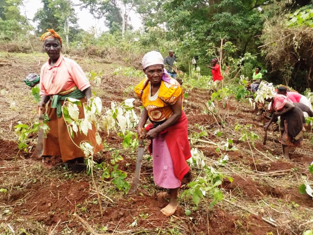 Plant 50,000 Trees in Mount Kenya Forest - GlobalGiving